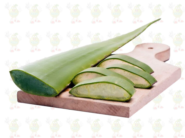 Sábila penca X unidad | Solofruver Tu Mercado Online